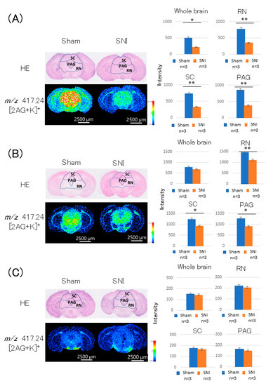 Expression and Kinetics of Endogenous Cannabinoids in the Brain and ...