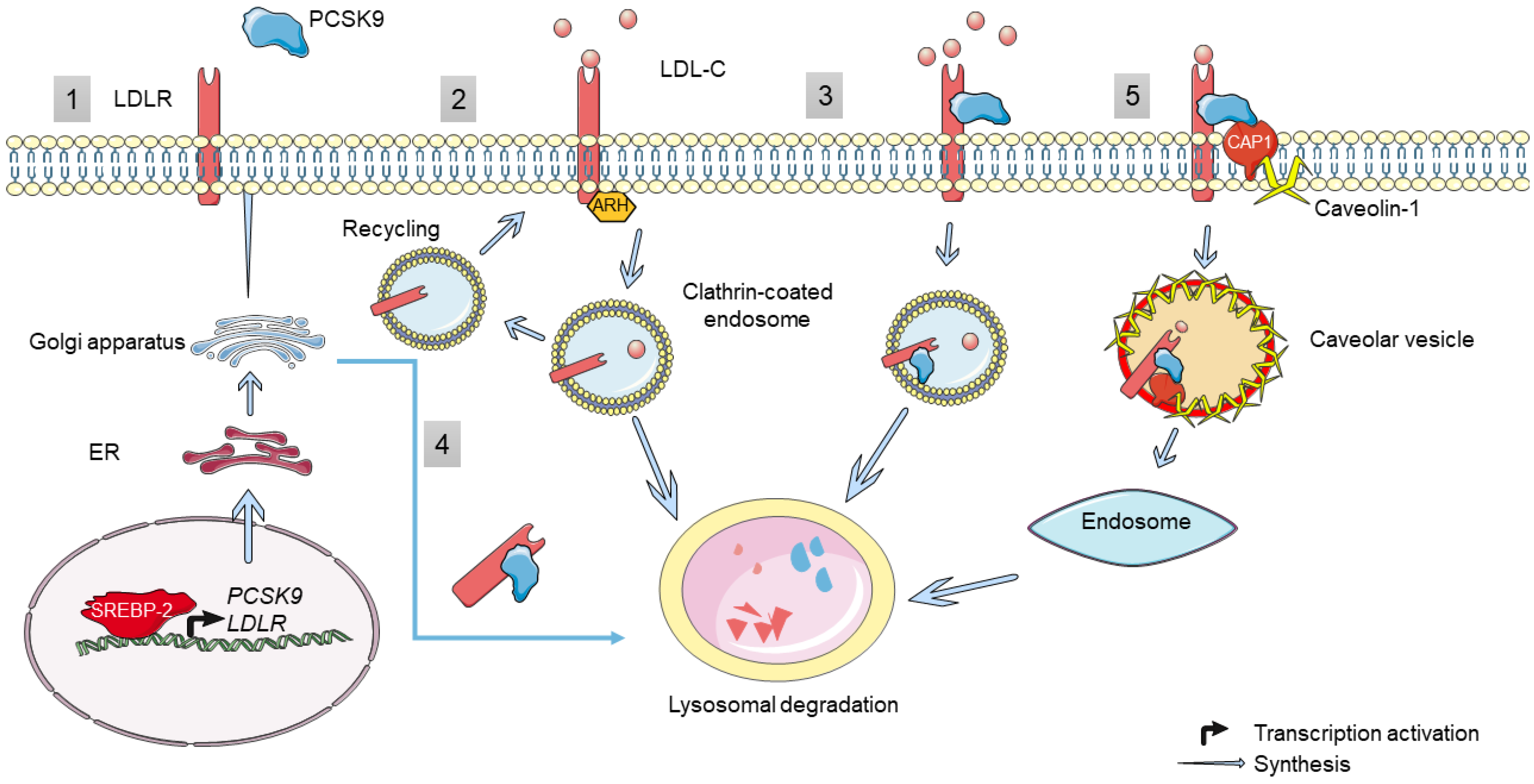 Cells | Free Full-Text | PCSK9 in Liver Cancers at the Crossroads between Lipid Metabolism and ...