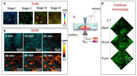 Sensing Cells-Peptide Hydrogel Interaction In Situ via Scanning Ion Conductance Microscopy