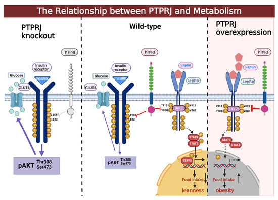 The Structure, Function and Regulation of Protein Tyrosine Phosphatase ...