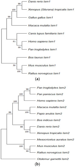 Isthmin—A Multifaceted Protein Family
