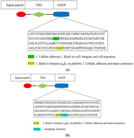 Isthmin—A Multifaceted Protein Family