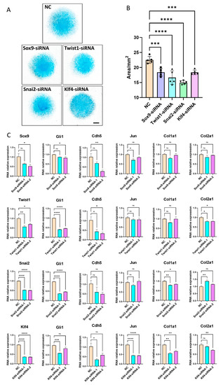Identification of Transcription Factor Networks during Mouse Hindlimb ...