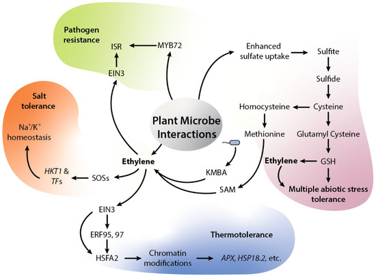 Ethylene: A Master Regulator of Plant–Microbe Interactions under Abiotic Stresses