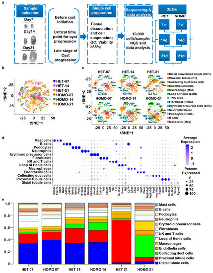 Single-Cell and CellChat Resolution Identifies Collecting Duct Cell ...