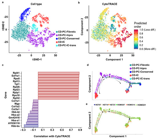 Single-Cell and CellChat Resolution Identifies Collecting Duct Cell ...