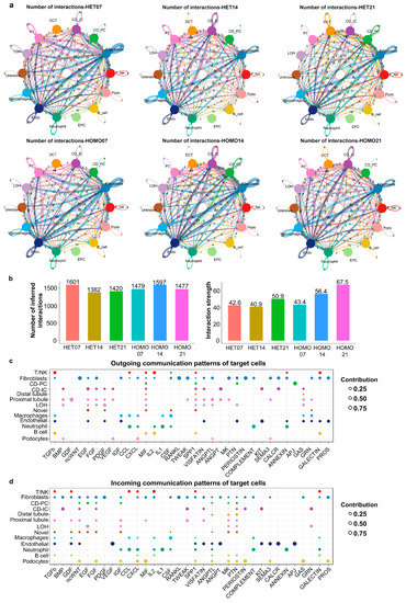Single-Cell and CellChat Resolution Identifies Collecting Duct Cell ...