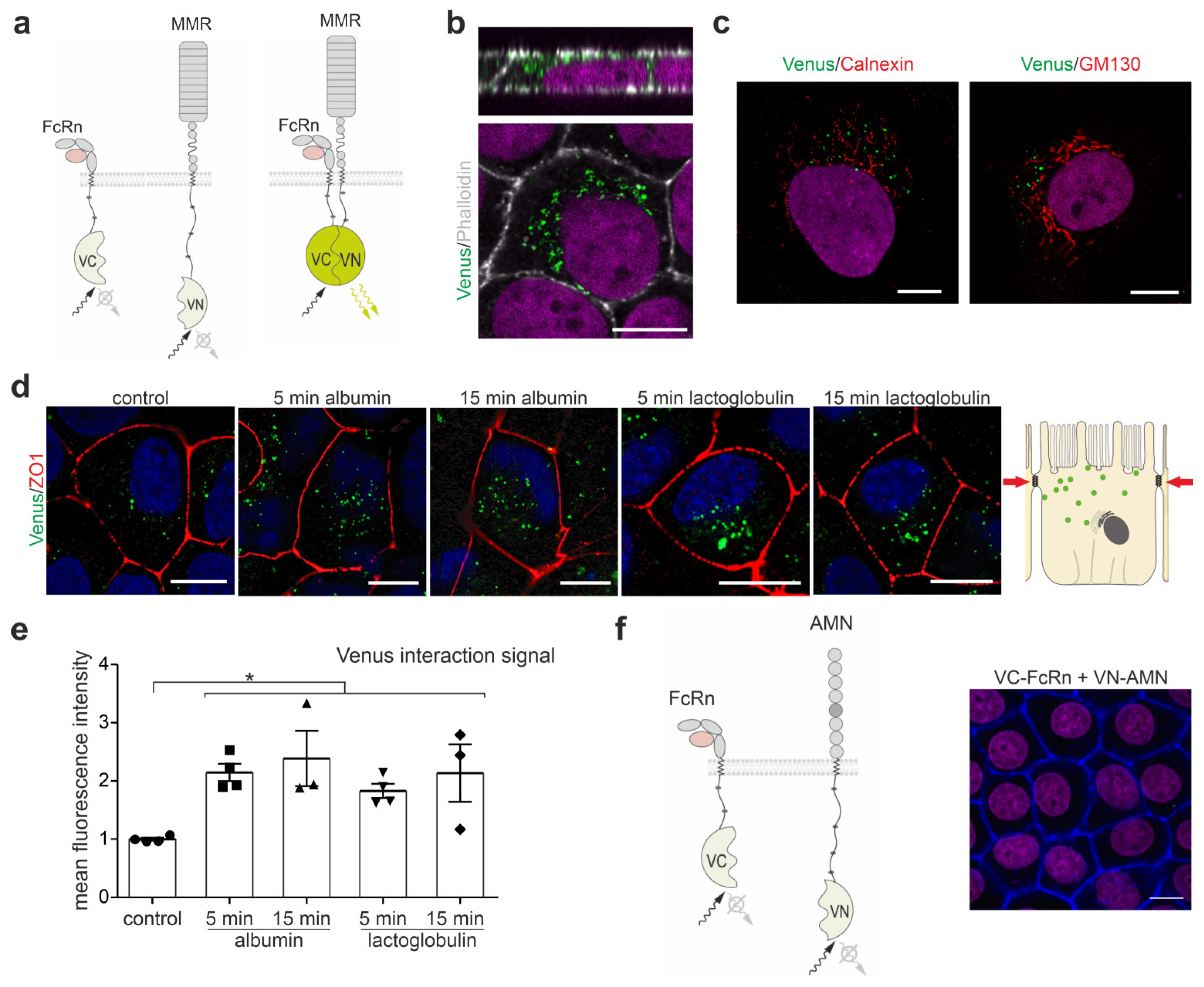 Megalin Orchestrates FcRn Endocytosis and Trafficking