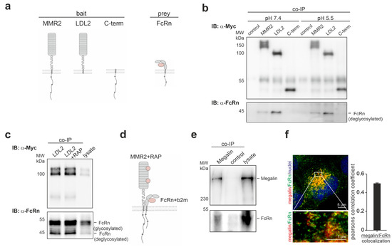 Megalin Orchestrates FcRn Endocytosis and Trafficking