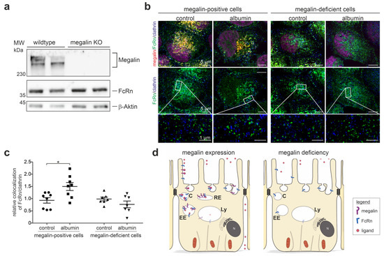 Megalin Orchestrates FcRn Endocytosis and Trafficking