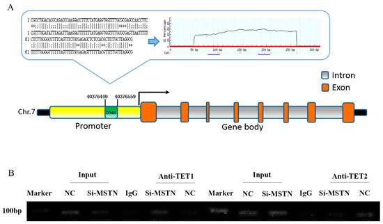 Myostatin Mutation Enhances Bovine Myogenic Differentiation through ...