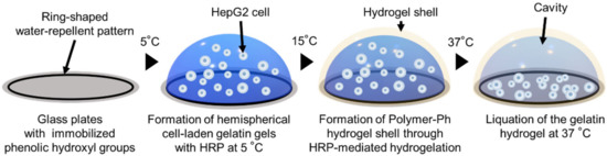 Cell Dome as an Evaluation Platform for Organized HepG2 Cells