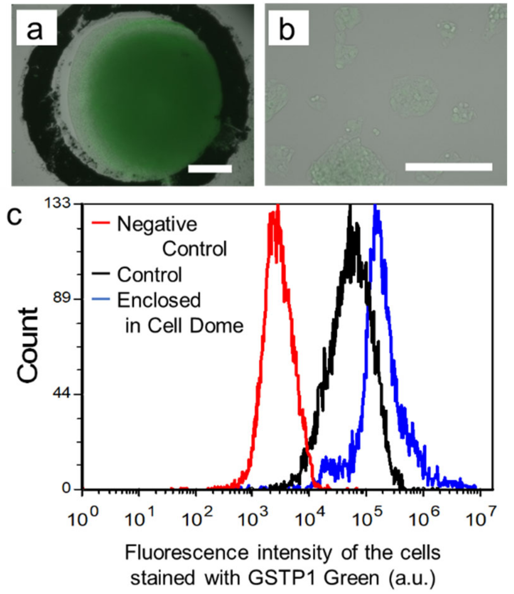 Cell Dome as an Evaluation Platform for Organized HepG2 Cells
