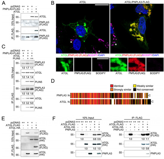 PNPLA3(I148M) Inhibits Lipolysis by Perilipin-5-Dependent Competition ...