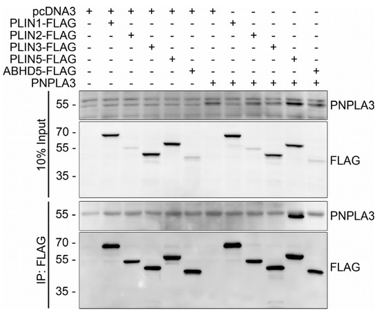 PNPLA3(I148M) Inhibits Lipolysis by Perilipin-5-Dependent Competition ...
