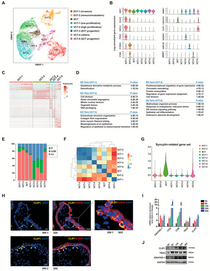 Human Placental Endothelial Cell and Trophoblast Heterogeneity and ...