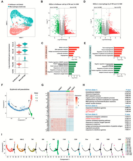 Human Placental Endothelial Cell and Trophoblast Heterogeneity and ...