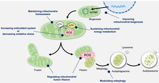 Oxidative Stress and Mitochondrial Dysfunction in Chronic Kidney Disease