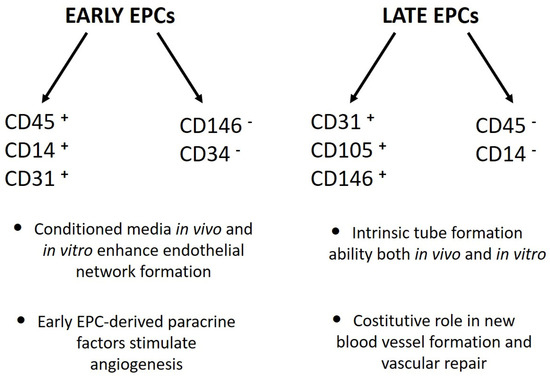 The Long Telling Story of “Endothelial Progenitor Cells”: Where Are We ...