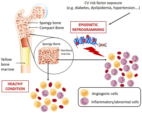 The Long Telling Story of “Endothelial Progenitor Cells”: Where Are We ...