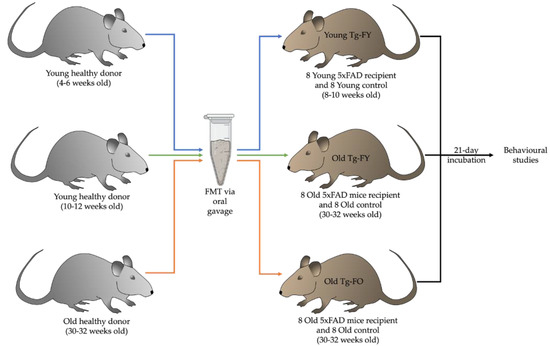 Fecal Microbiota Transplantation Reduces Pathology and Improves Cognition in a Mouse Model of ...