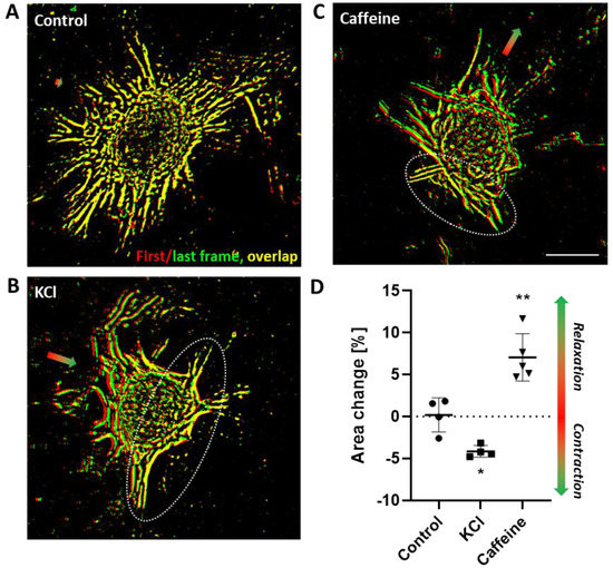 Tracing G-Protein-Mediated Contraction and Relaxation in Vascular ...