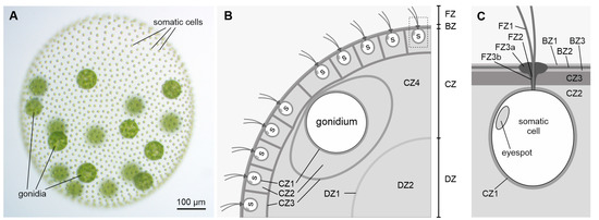 Volvox Flagella