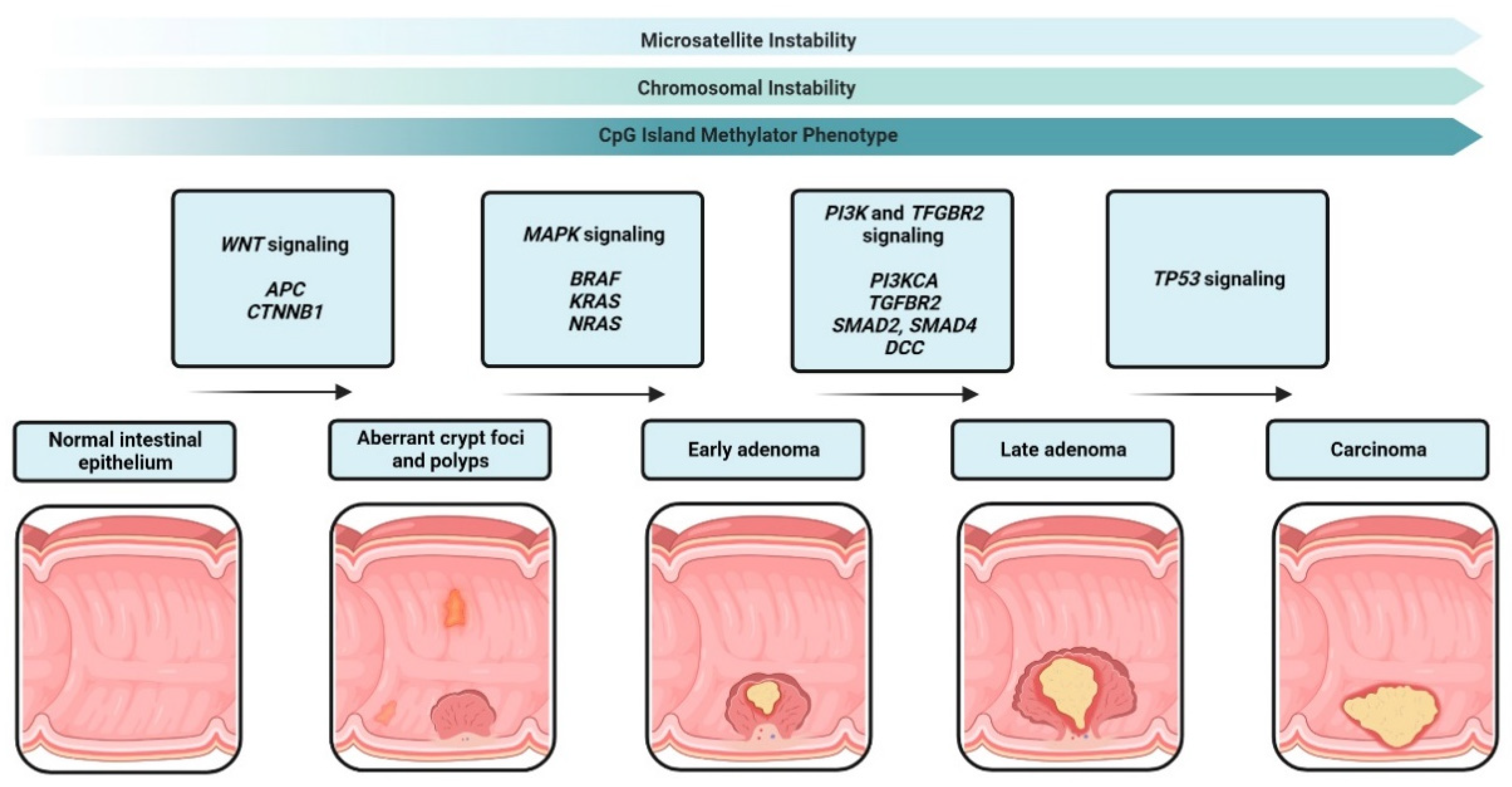 Cells Free Full Text The Cytokine Network In Colorectal Cancer Implications For New