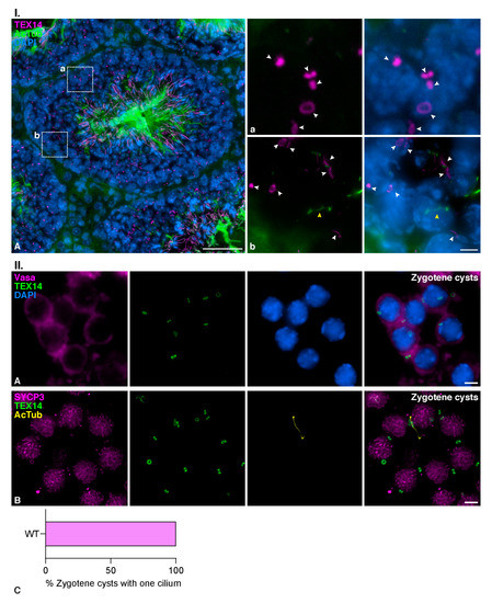 The Male Mouse Meiotic Cilium Emanates from the Mother Centriole at ...
