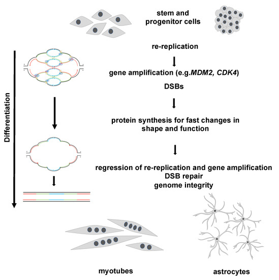 Gene Amplification in Tumor Cells: Developed De Novo or Adopted from ...