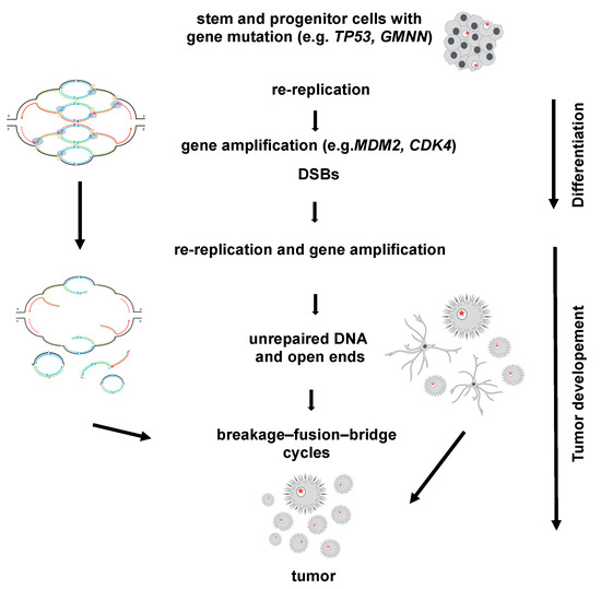 Gene Amplification in Tumor Cells: Developed De Novo or Adopted from ...