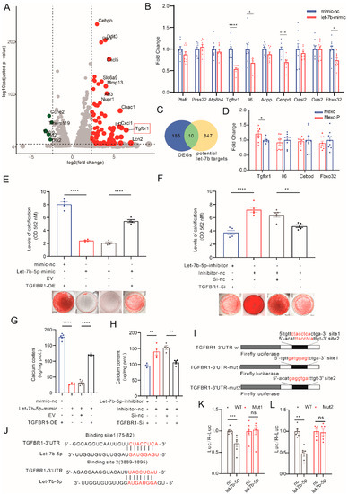 High-Phosphate-Stimulated Macrophage-Derived Exosomes Promote Vascular ...