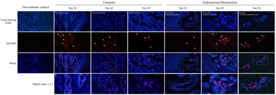 Reconstitution of Caruncle Placenta through the 20α-HSD/Casp-3 ...