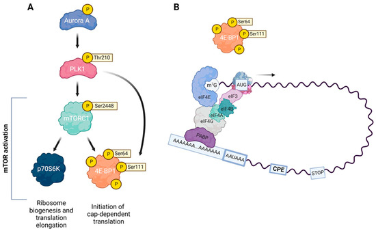 Multiple Roles of PLK1 in Mitosis and Meiosis
