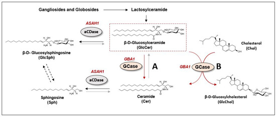 The Consequences of GBA Deficiency in the Autophagy–Lysosome System in ...