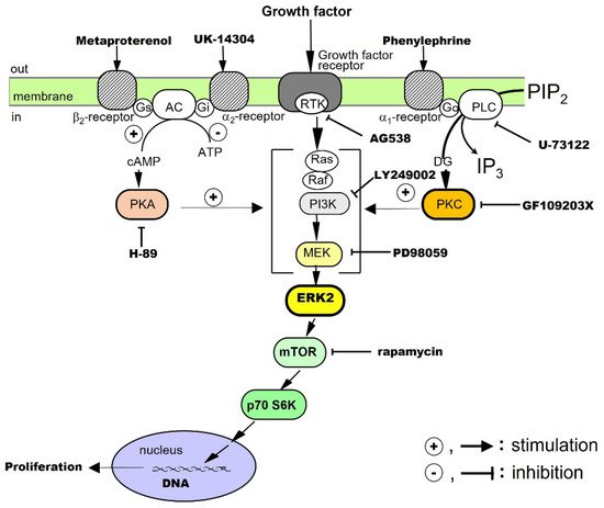 Role of Hepatocyte Growth Regulators in Liver Regeneration