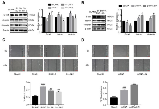 Cells | Free Full-Text | The Fibrotic Effects of LINC00663 in Human ...