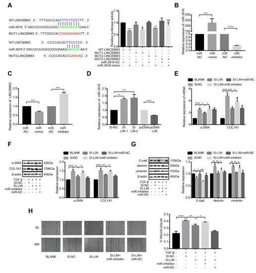 Cells | Free Full-Text | The Fibrotic Effects of LINC00663 in Human ...