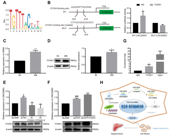 Cells | Free Full-Text | The Fibrotic Effects of LINC00663 in Human ...