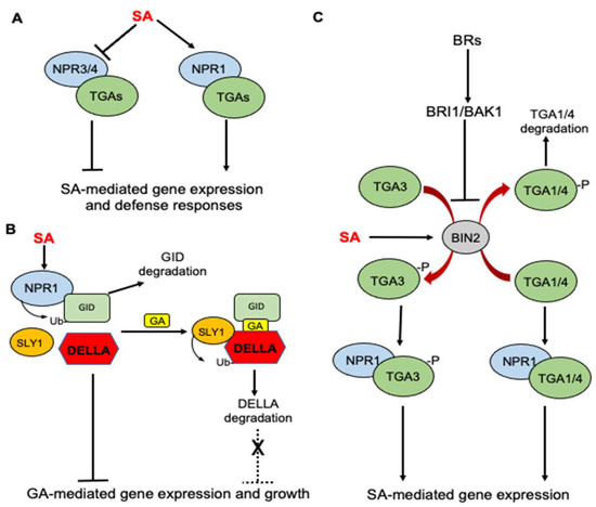Shared and Related Molecular Targets and Actions of Salicylic Acid in ...