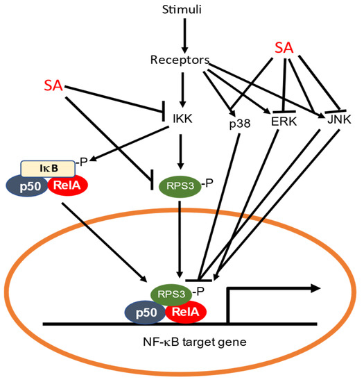 Shared and Related Molecular Targets and Actions of Salicylic Acid in ...