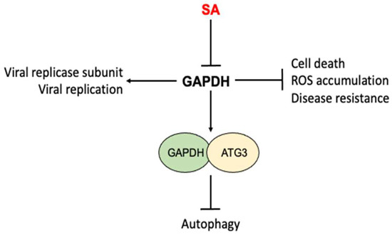 Shared and Related Molecular Targets and Actions of Salicylic Acid in ...