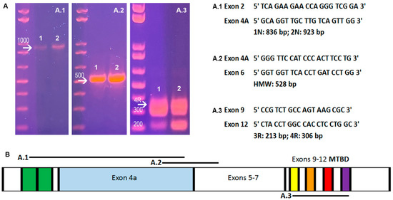 Regulation of Tau Expression in Superior Cervical Ganglion (SCG ...