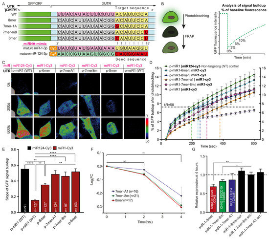Multiple Copies of microRNA Binding Sites in Long 3′UTR Variants ...