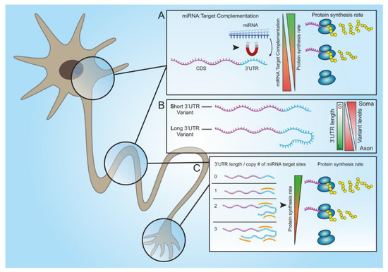 Multiple Copies of microRNA Binding Sites in Long 3′UTR Variants ...