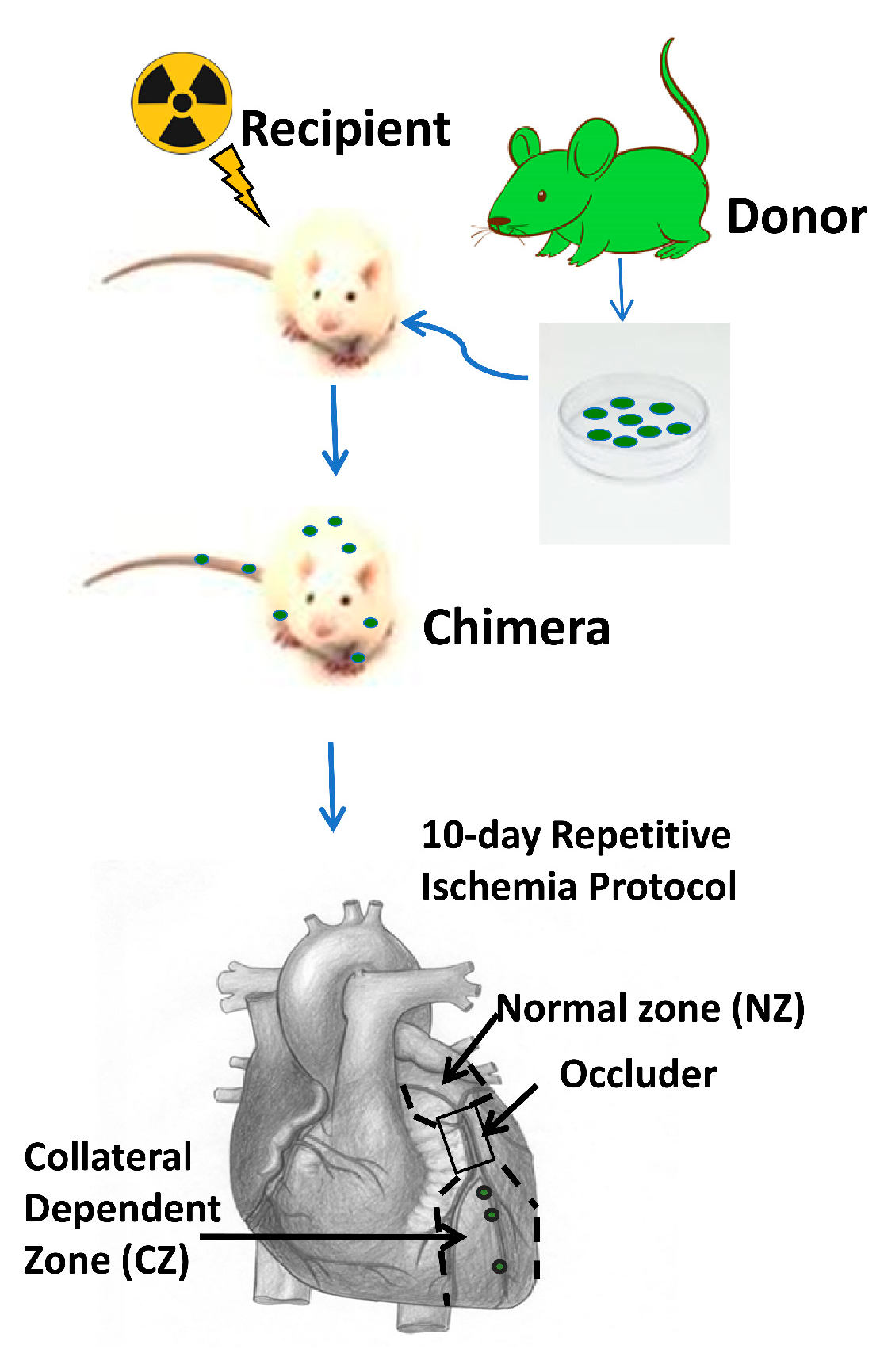 The Roles of Bone Marrow-Derived Stem Cells in Coronary Collateral ...