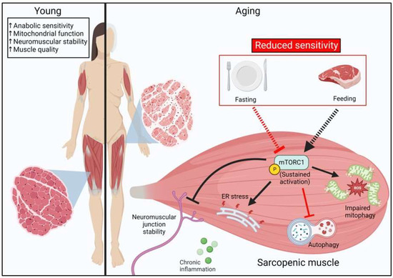 Age-Related Dysfunction in Proteostasis and Cellular Quality Control in the Development of ...