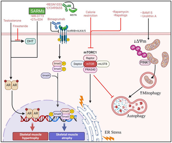 Age-Related Dysfunction in Proteostasis and Cellular Quality Control in ...
