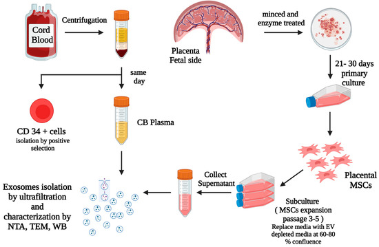 Cord Blood Plasma and Placental Mesenchymal Stem Cells-Derived Exosomes Increase Ex Vivo ...
