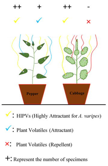 Tritrophic Interactions among Arthropod Natural Enemies, Herbivores and ...